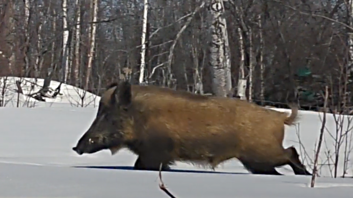 Feral Super-Hogs are Spreading Through the North in 'Pigloos'