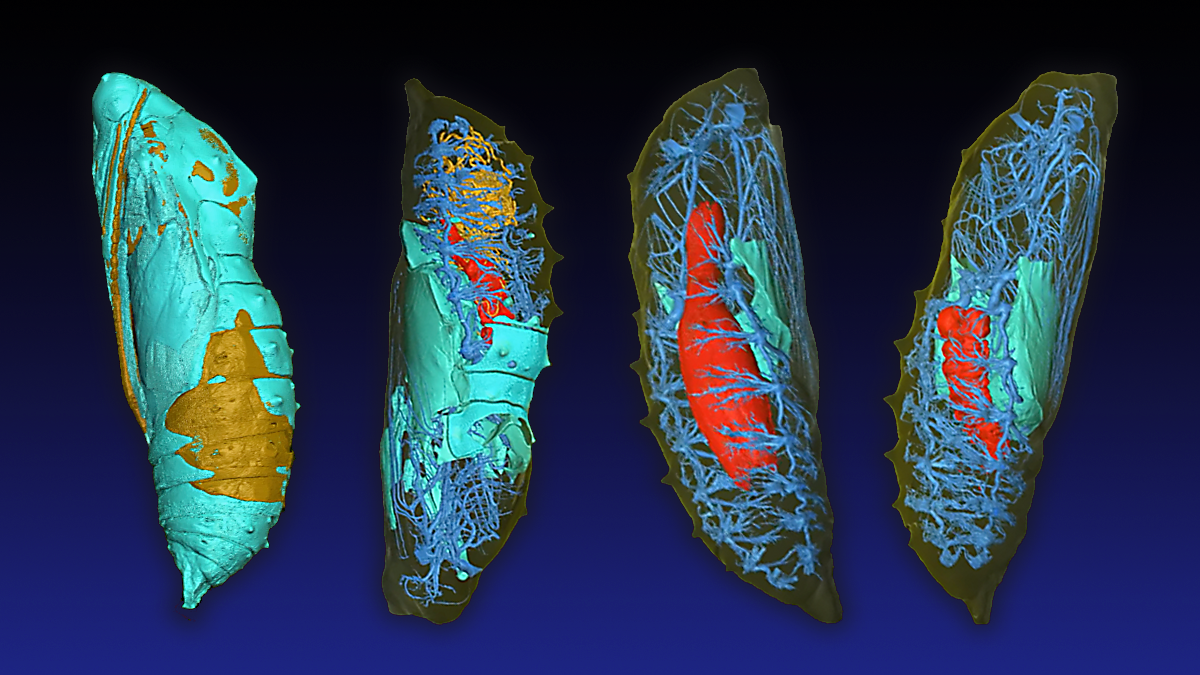 Looking Inside a Butterfly Chrysalis To Find More Than ‘Caterpillar Soup’