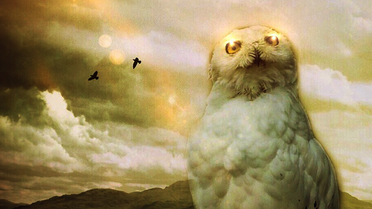 Scientists Discover Evidence of Bird Navigation Superpowers