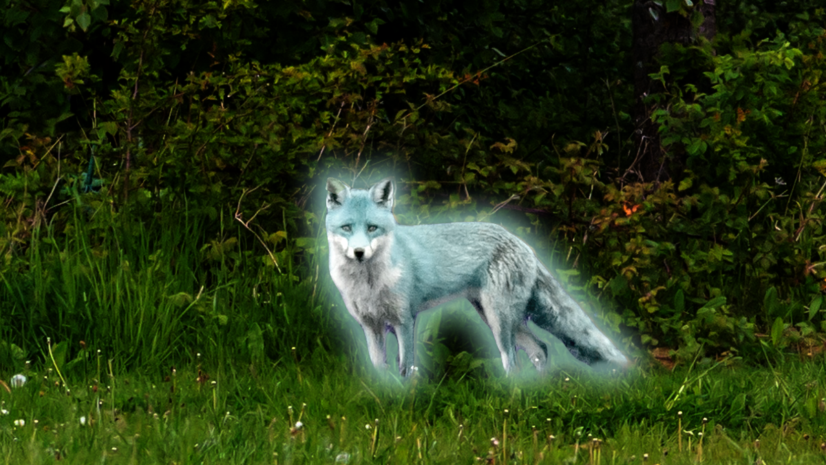 That Time the Government Released Radioactive Foxes in DC