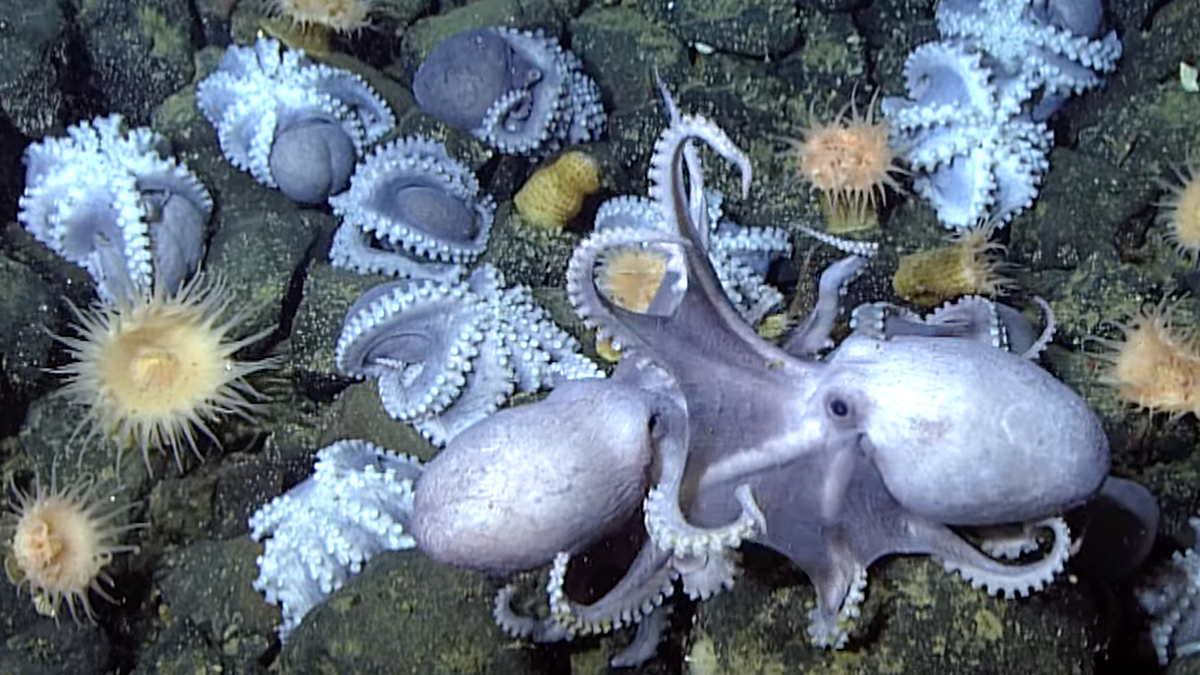 World's Largest 'Octopus Garden' Found off the California Coast