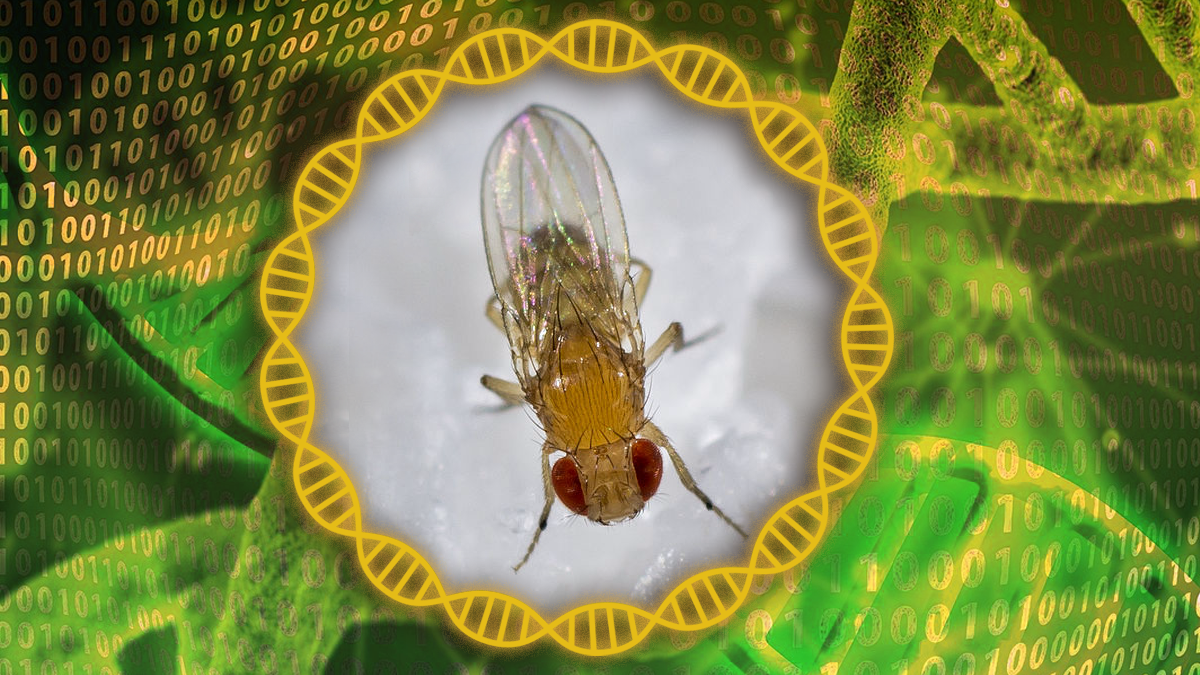 Scientists Switch On the Ability for Virgin Births in Animals