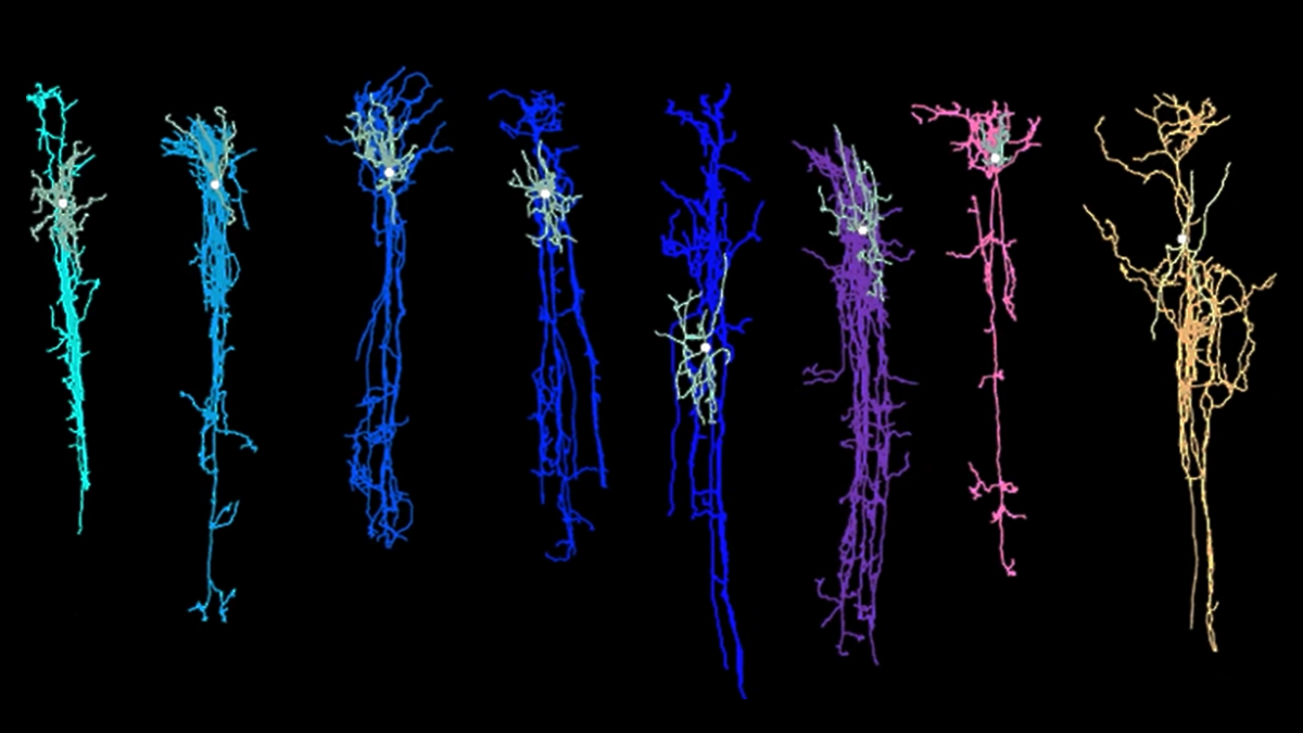 Brain Atlas Reveals Cosmos of Neurons Work in Mysterious Ways