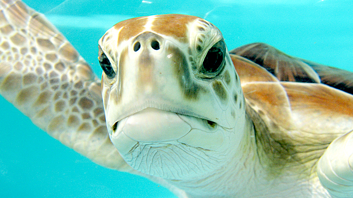 Student Shines Light On 'Mystery' of Sea Turtles' Tumors