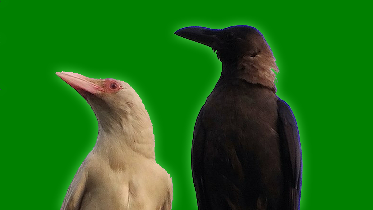 A White Crow Named Hope and a 'Fairy Story' Of Animal Uprising