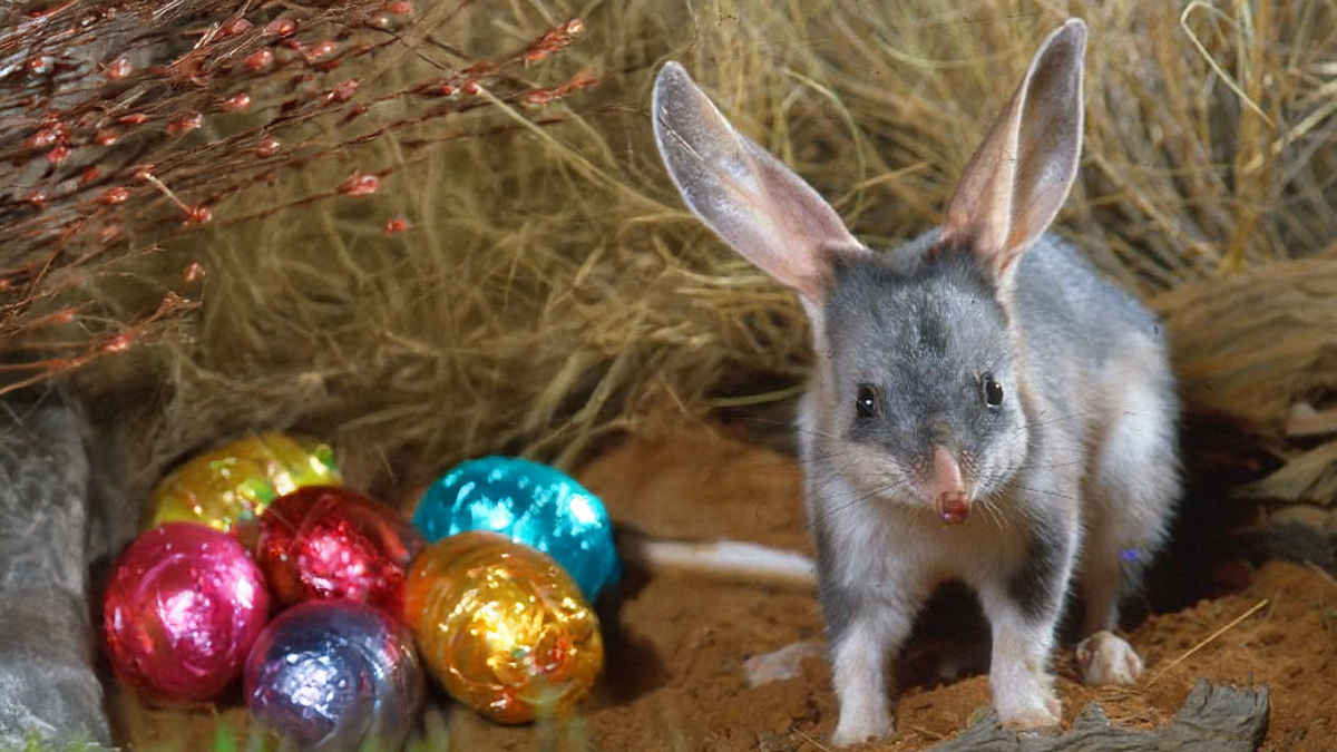 Easter Bunnies and Alternative Easter Foxes, Storks & Bandicoots